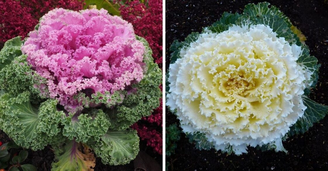 Repollo decorativo: aprende a cultivar esta planta ornamental