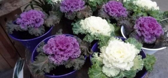 Repollo decorativo: aprende a cultivar esta planta ornamental