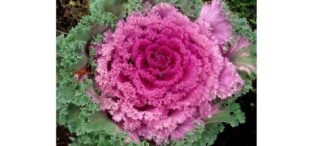 Repollo decorativo: aprende a cultivar esta planta ornamental