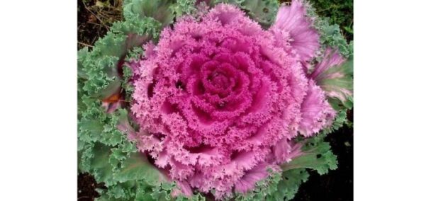 Repollo decorativo: aprende a cultivar esta planta ornamental