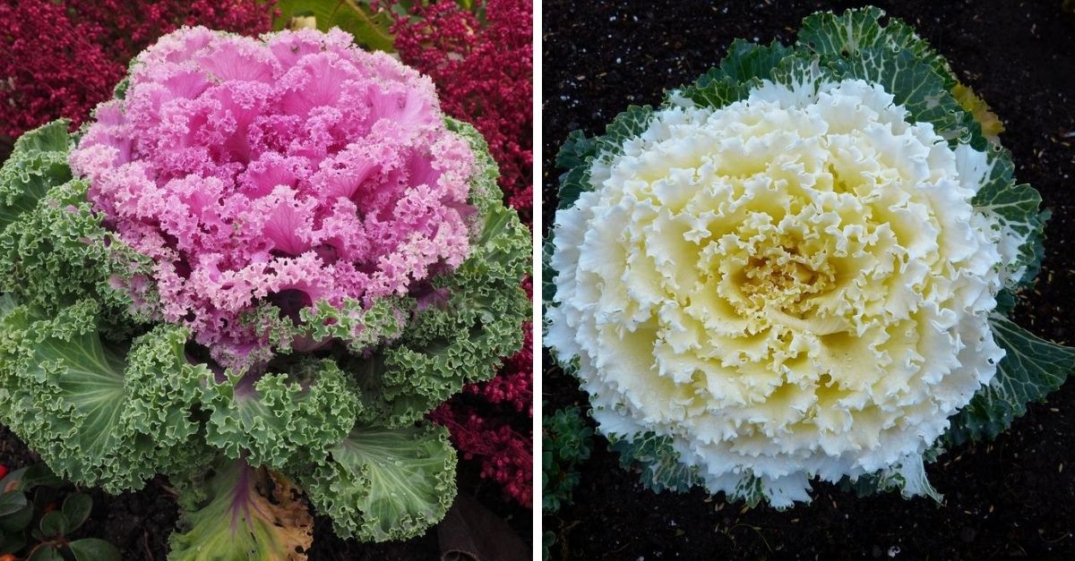 Repollo decorativo: aprende a cultivar esta planta ornamental