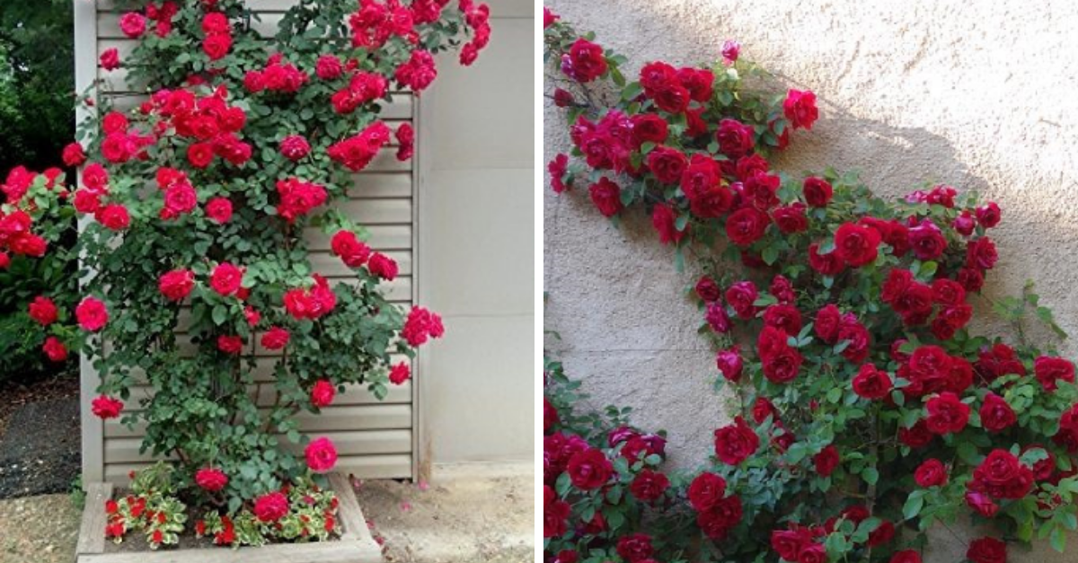 Rosas trepadoras: consejos de cultivo + fotos para inspirarte para ...