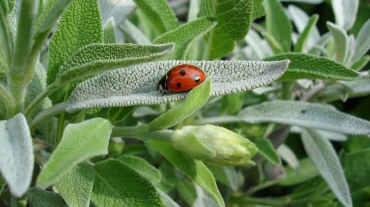 Alopatía: qué es y para qué sirve - e-Consejos