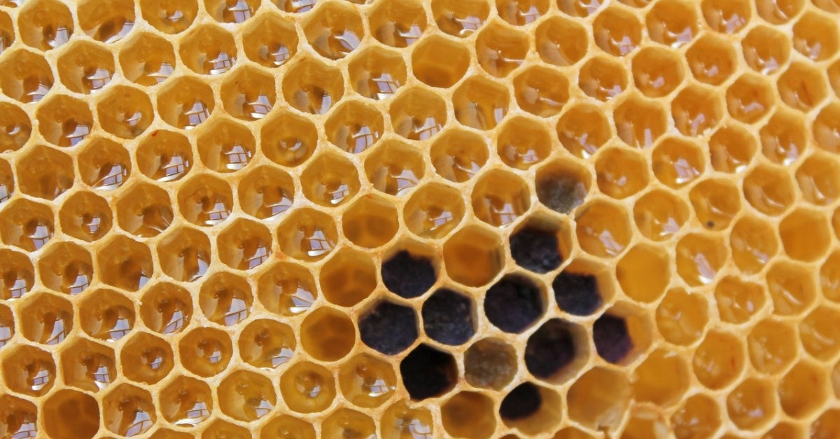 Tripofobia: qué es, síntomas y cómo tratarla