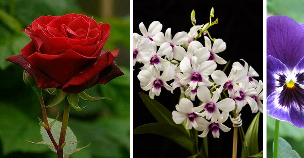 Cuál es el significado de las flores