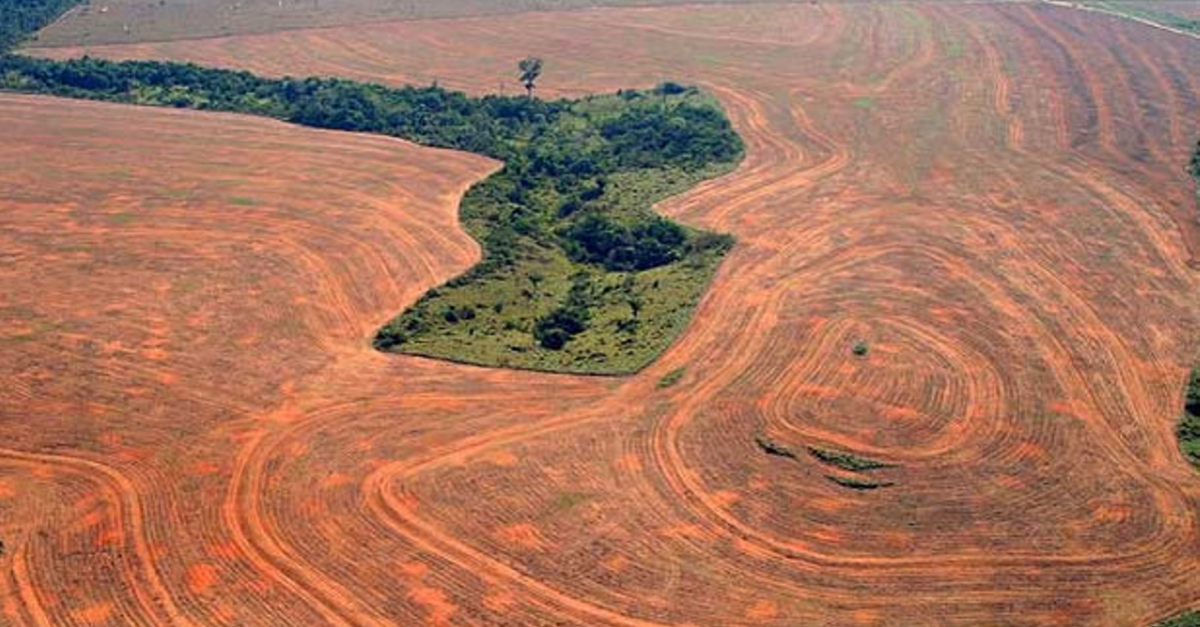 El mundo se está quedando sin bosques