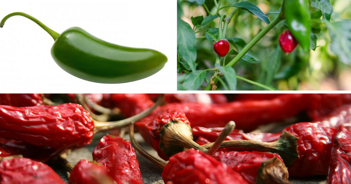 9 Singularidades sobre los chiles mexicanos