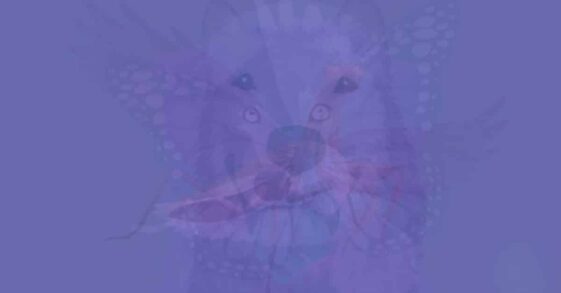 Test de personalidad - animales