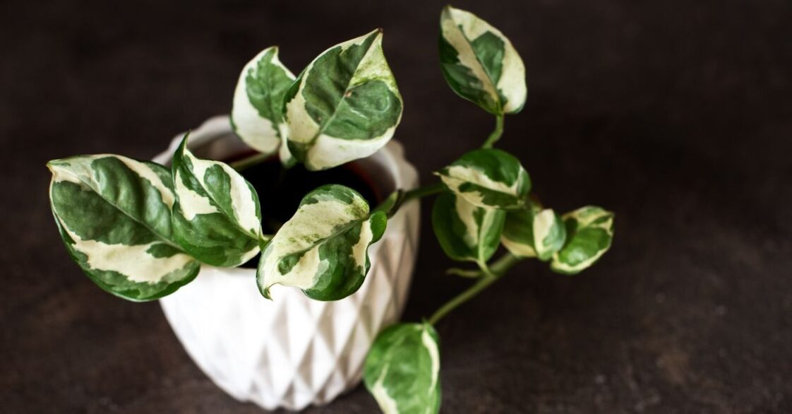 Plantas colgantes de sol, sombra y con flores para decorar la casa