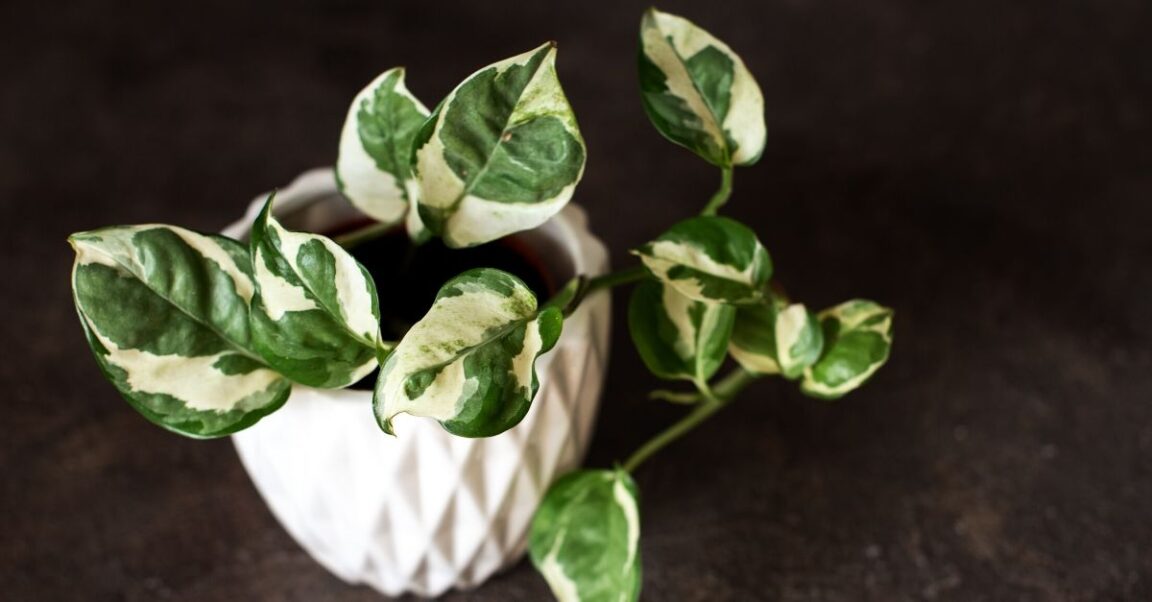 Plantas colgantes de sol, sombra y con flores para decorar la casa