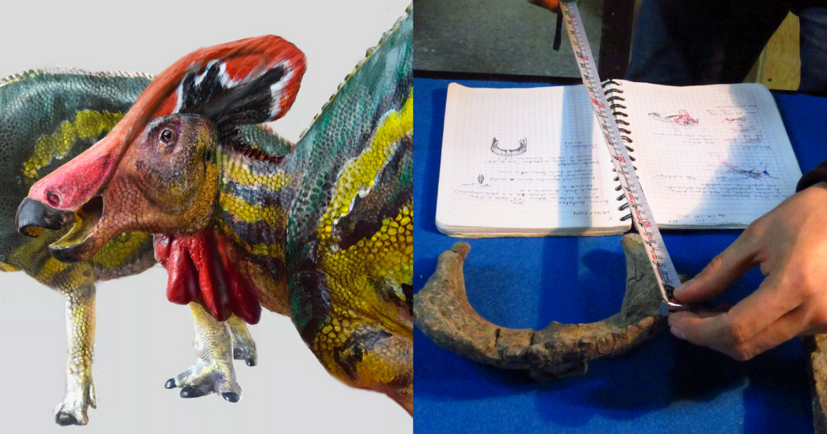 Tlatolophus galorum, la nueva especie de dinosaurio descubierta por ...