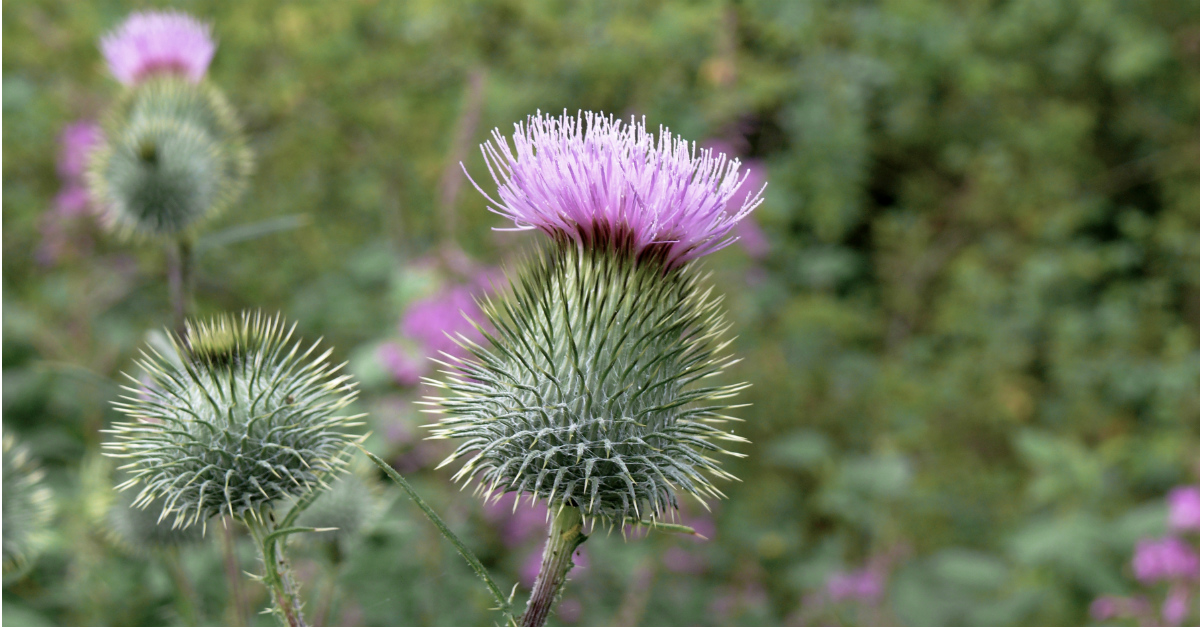 Cómo tomar cardo mariano