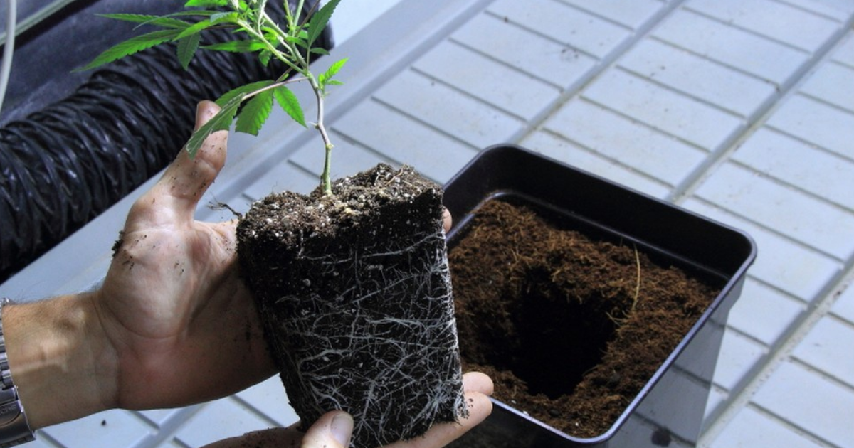Cómo y cuándo se debe trasplantar una planta